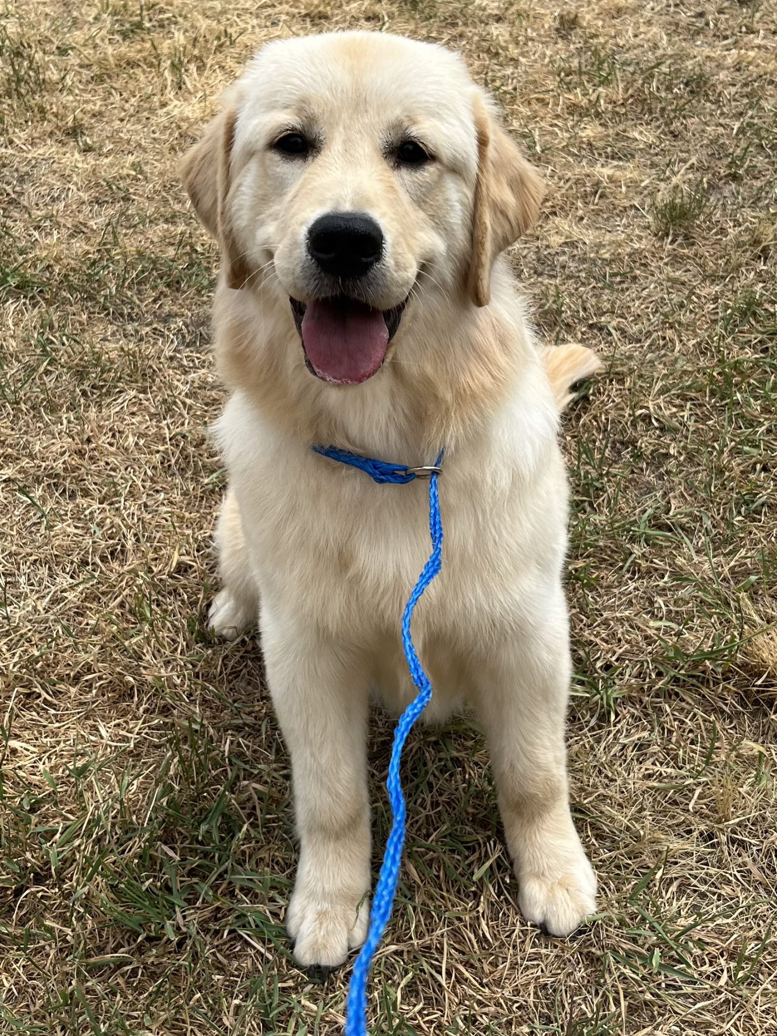 Asoro’s Witchy Woman “Winnie” – Asoro’s Goldens