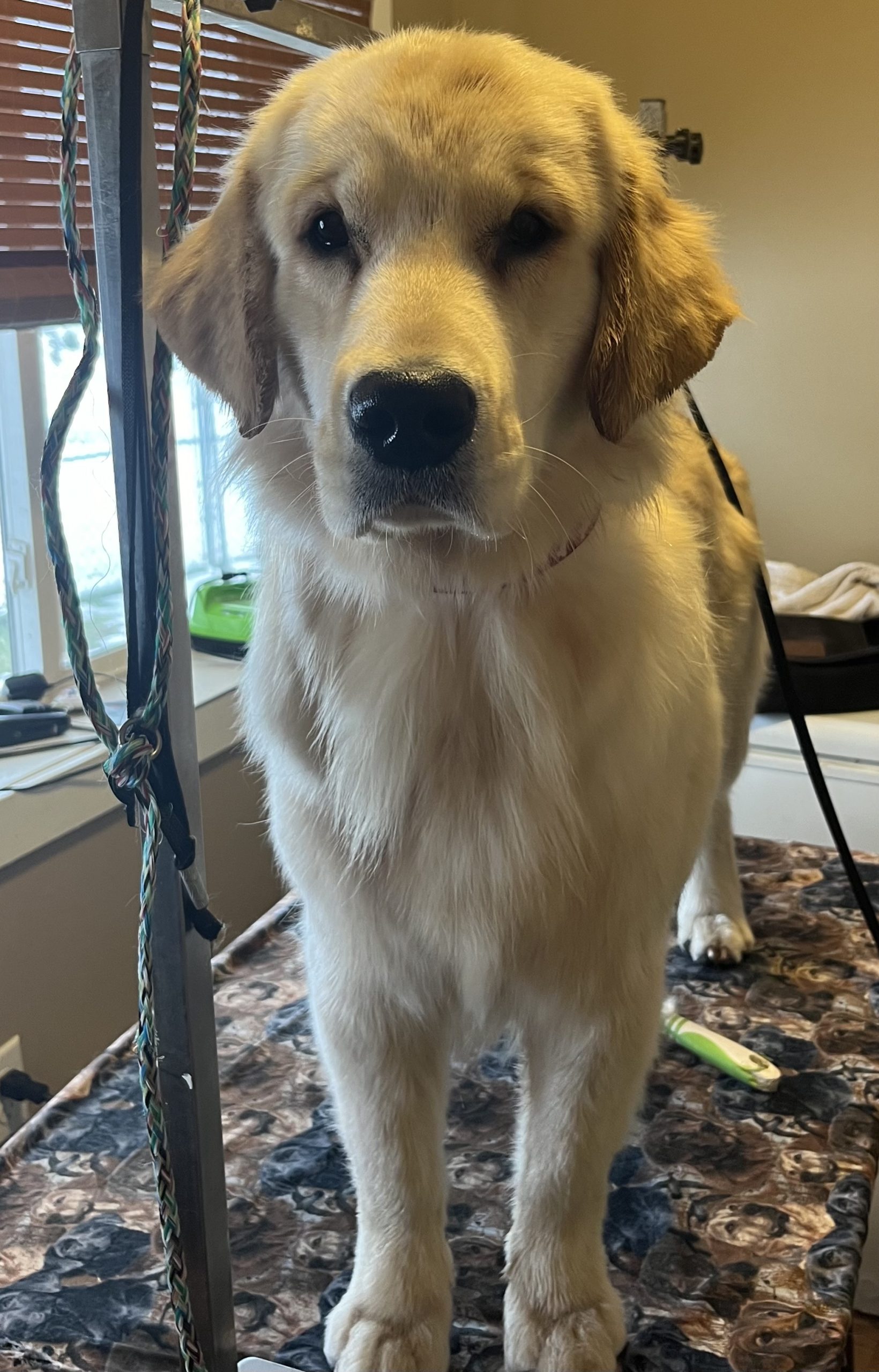 Asoro’s In Two The Mystic CGC “Vanna” – Asoro’s Goldens